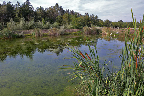 Stagni del parco fluviale di Cuneo - CuneOdonata