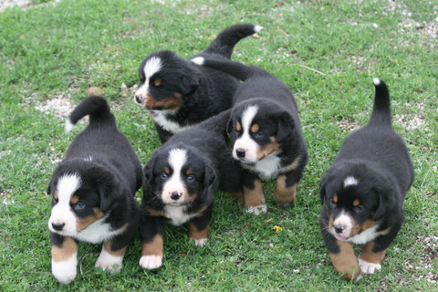 Swissydog Welpen 2017 - schweizersennenhundes Webseite!