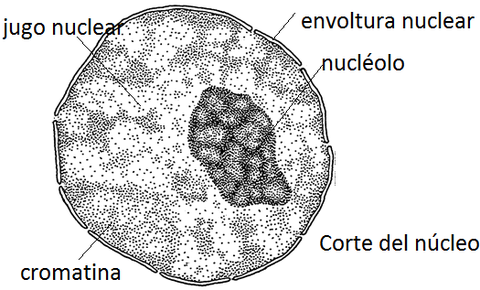 Núcleo celular - Página web de bioamerica6