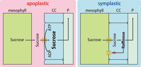 植物の炭素代謝 - arayatakaos jimdo page!