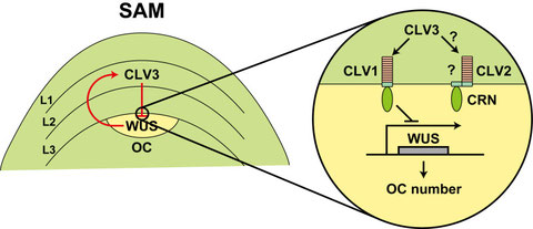 CLE-CLV1カスケードによる低窒素条件下での側根の成長の調節機構 - arayatakaos jimdo page!
