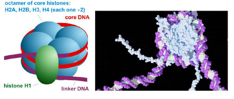 Nucleosoma - epigentica