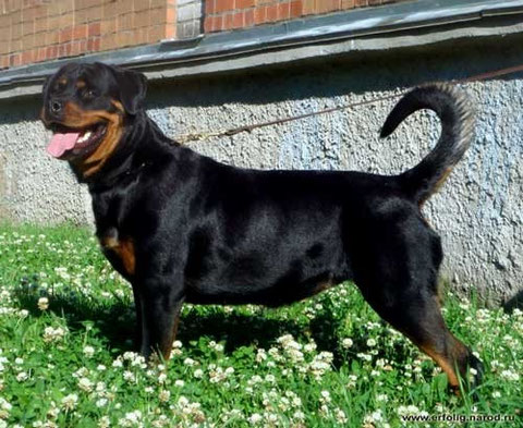 ROTTWEILER / ROTVEILERIS - Сайт taiprincipas!