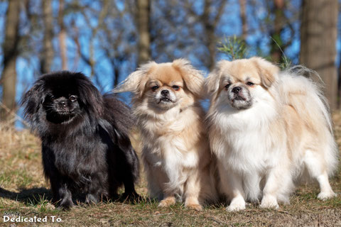 Tibetan Spaniel English - Dedicated To... Tibetaanse Spaniel