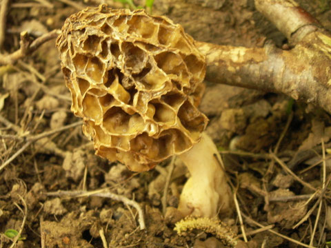 Ascomicetes - Página Jimdo de iberoflora