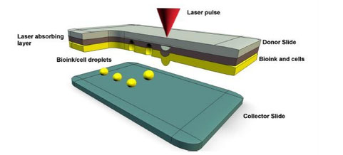 Principe de la Bio-impression 3D et opportunités d'application - TPE ...