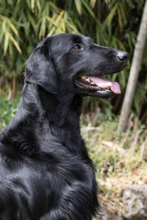 Crazy Tail Kaus Borealis "LIAM" - plainfires Webseite!