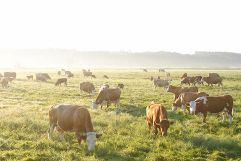 Natur schonende Wiesennutzung im Federseemoor - NABU-Naturschutzzentrum ...