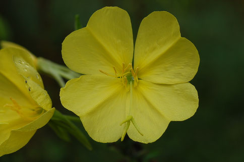 RITUEL BOX : Les rituels - Site de rituel-box