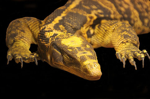 Warane - Welt der Warane - Haltung, Pflege & Zucht