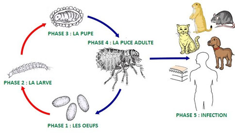 ☑ quel insecte mange les puces