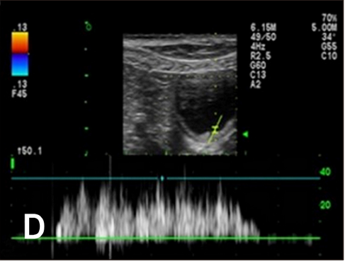 Generally Sonography Atlas of Dogs - Genitourinary system - Osteosarkom ...