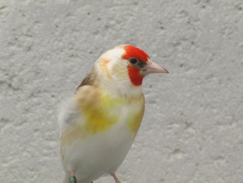 Kleurmutaties bij de putter - Europese cultuurvogels kweken door Hugo ...