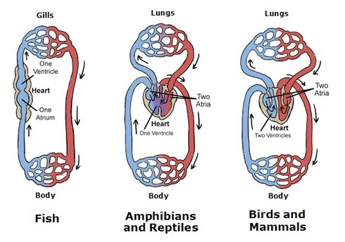 Reptiles Circulatory System