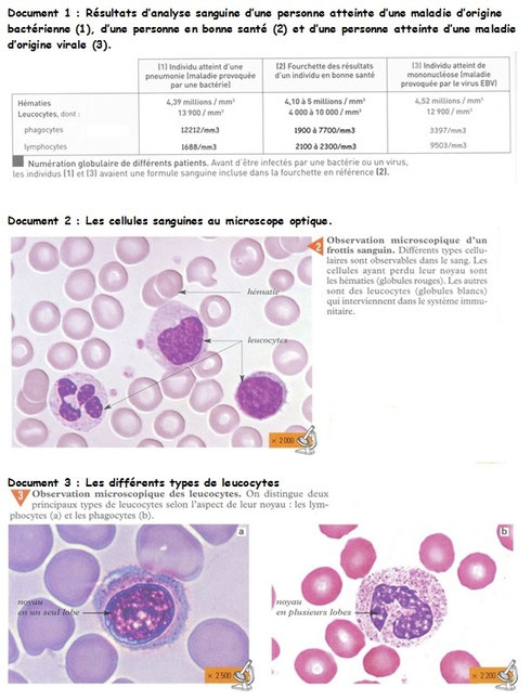Leçon 2 immuno2013 - Site de svt-ostrevant