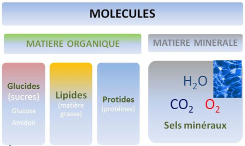 Accueil - Site de svt-chimie-vivant