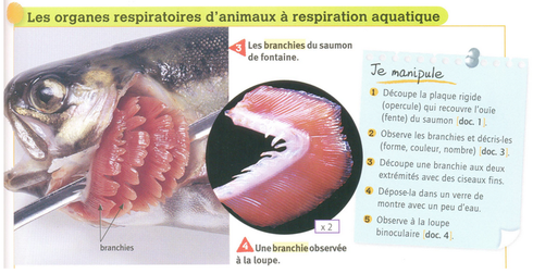 Leçon 1 ROM2013 - Site de svt-ostrevant