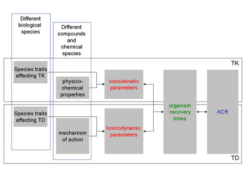 Toxicokinetic-Toxicodynamic models - Ecotoxicology and Models