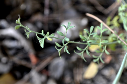 Ruta angustifolia - Botánica de un jardín natural