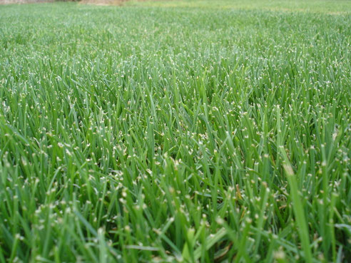 TIPOS DE PASTO - Página web de jadmi