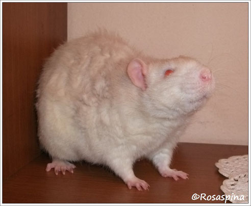 Il Ratto da Compagnia - Ratto che Passione!