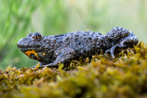 Amphibien (Amphibians) - Andreas Zettl Fotografie - www.andreaszettl ...