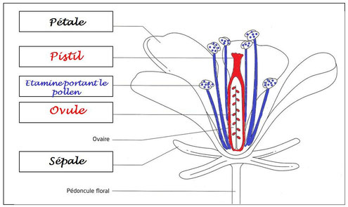 De la fleur au fruit - Site de svtsaintcoeur