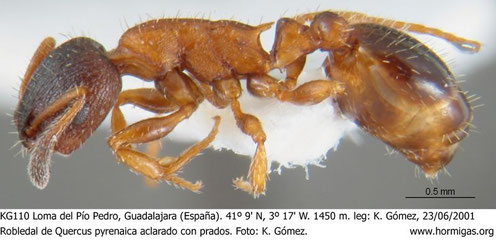 leptothorax acervorum