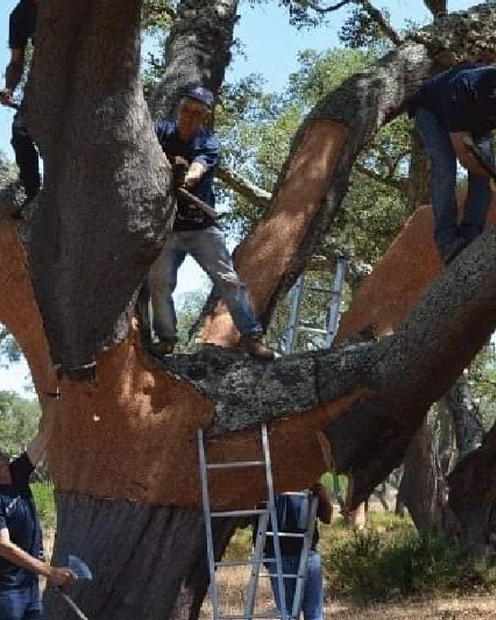 HOW IS CORK EXTRACTED? - naturacork1