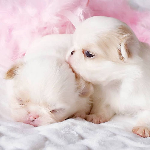 Chin Japones - Japanese Chin Facadavic