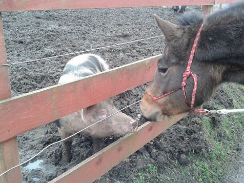 FREQUENTLY ASKED TRAINING QUESTION: How do I help my horse overcome his ...