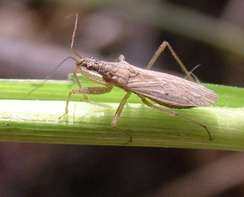 Nabidae Nabis Lineatus Reed Damsel Bug
