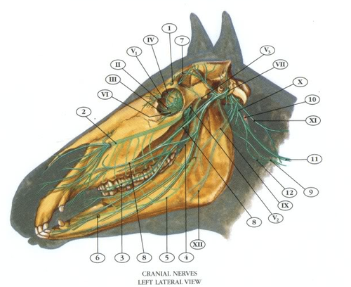 Infraorbital Nerve Horse