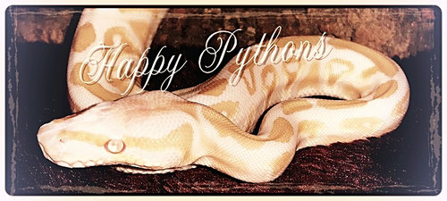 Pythons - Happy Pythons - Python regius