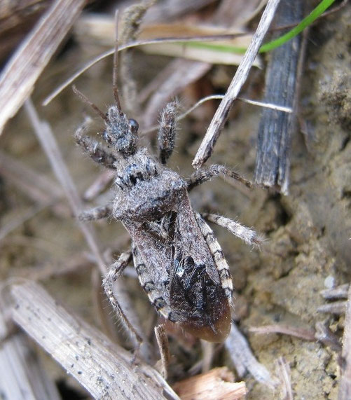 Reduviidae - ortoecologos jimdo page!