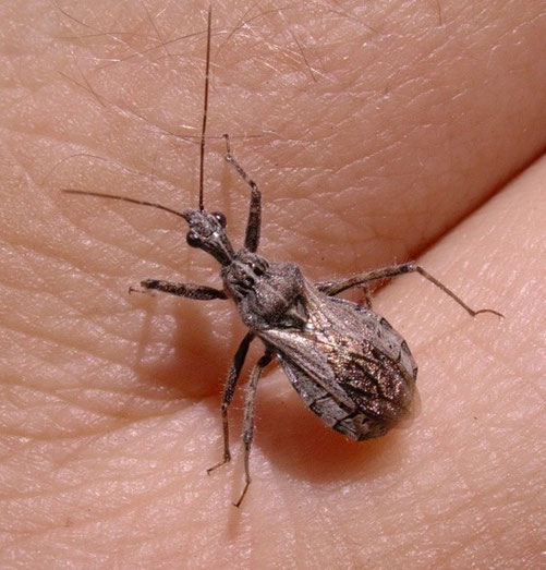 Reduviidae - ortoecologos jimdo page!