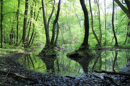 parki narodowe - krajobrazydryptys