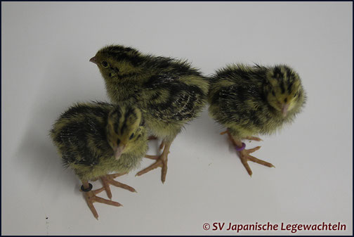 Silber-Wildfarbig (Falb-Fee) - SV der Züchter Japanischer Legewachteln