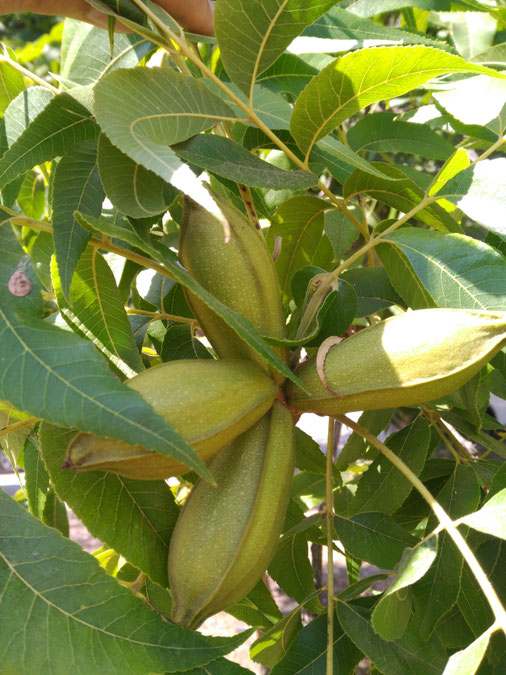 European Pecan Nursery - Quercus Viveros. Planta de nogal y pecano ...