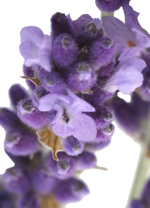 Lavanda - Farmacognosia. Plantas medicinales