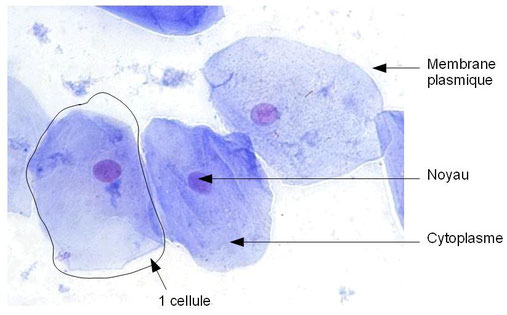 Chapitre 1 - Une même espèce mais tous différents - Site de cours de ...