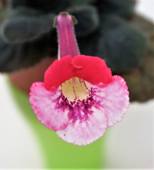 Mini sinningia and micro sinningia - minicimera