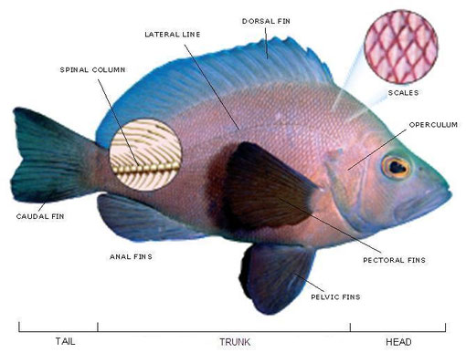 do all fish have operculum