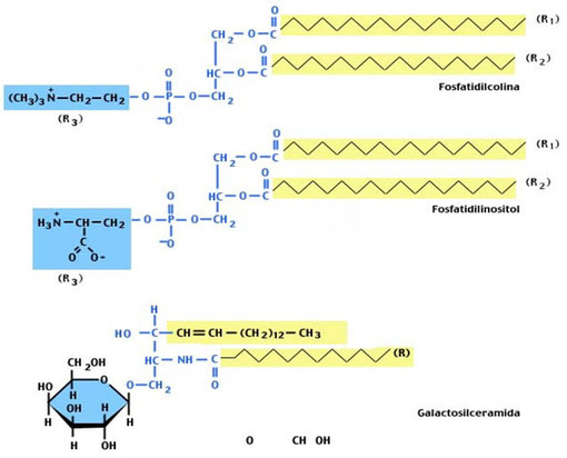 Lípidos - Página web de bioscientia