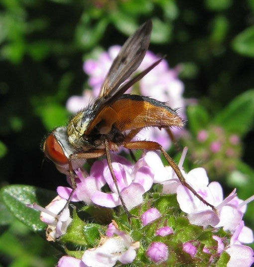 Mosche parassite di cimici e farfalle: i Tachinidi - ortoecologos jimdo ...