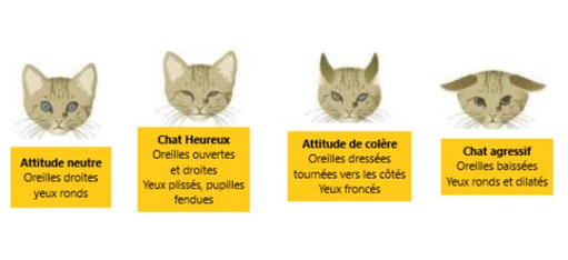 Les attitudes corporelles du chat - chienschats