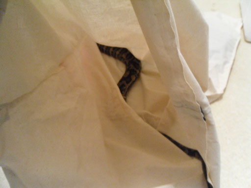 Remise sur pied d'un Morelia spilota mcdowelli - Site Jimdo de shadows ...