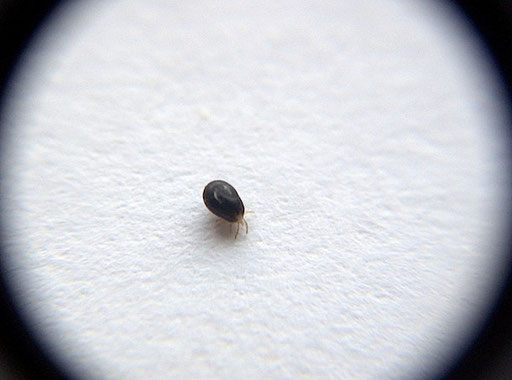 Les Parasites Externes - Site Jimdo de shadows-passion!