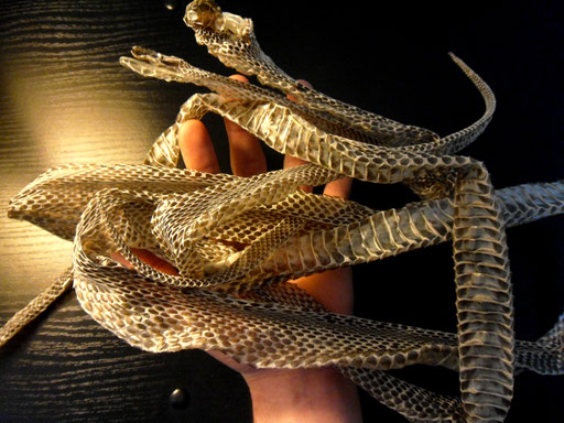 La Mue - Site Jimdo de shadows-passion!