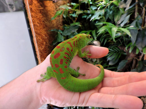 Les Manipulations - Site Jimdo de shadows-passion!